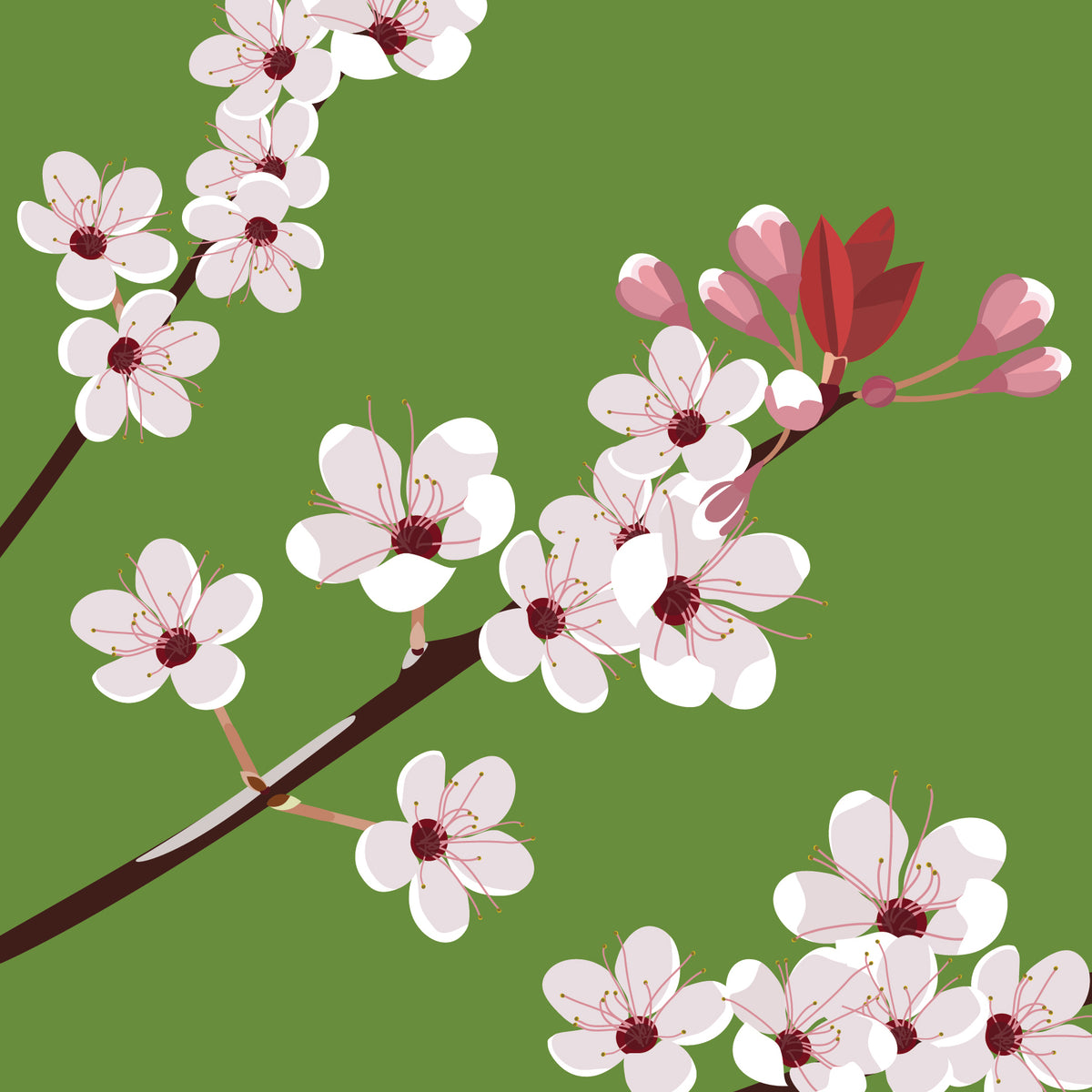 BL05 Cherry Blossom – Autografic